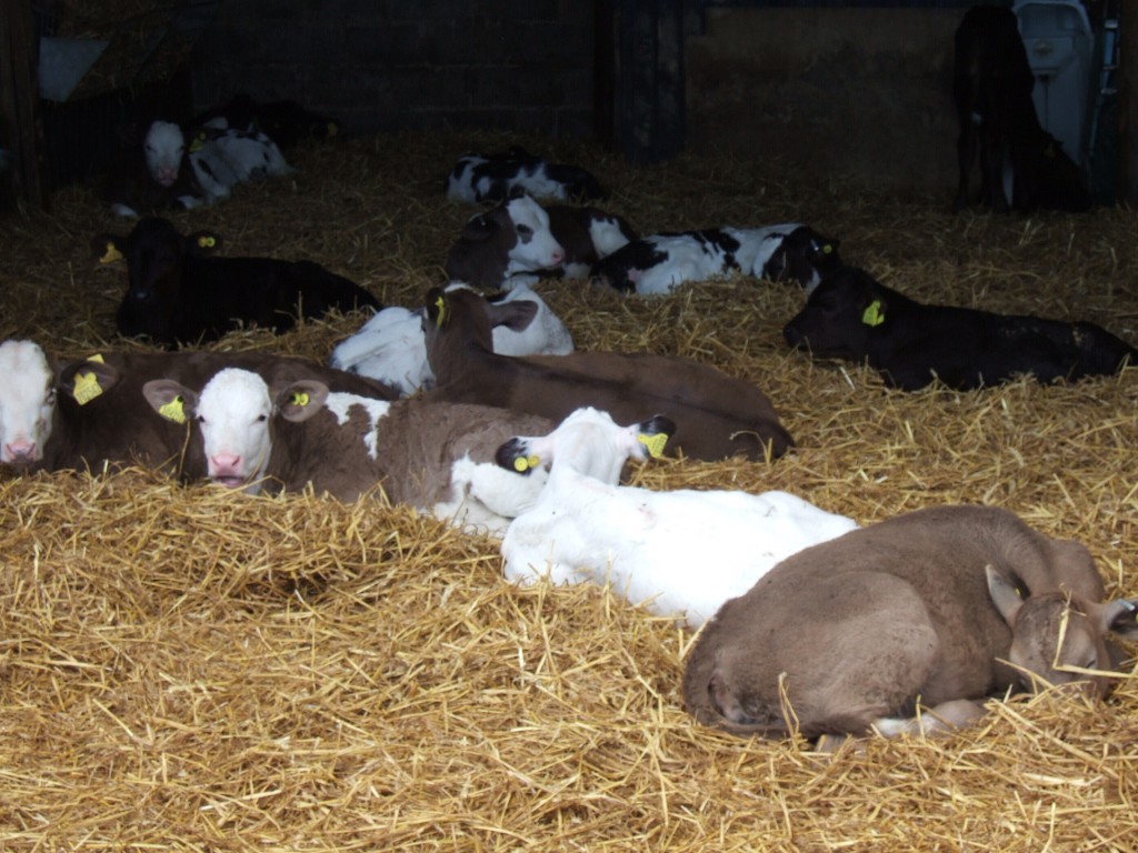 Youngstock - W.E. Jameson & Son