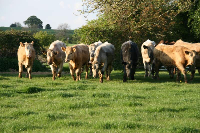 Worming Strategy for Cattle - W.E. Jameson & Son