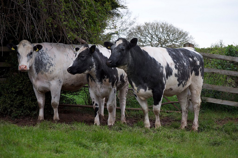 Finishing cattle - W.E. Jameson & Son