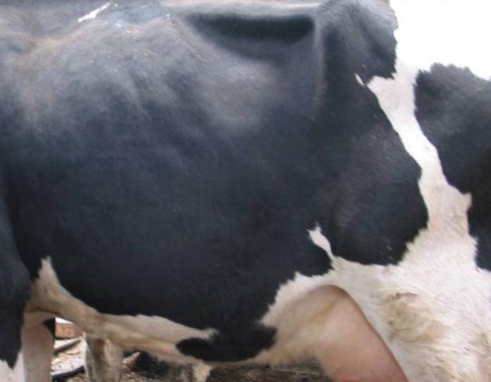 Fill her up! - W.E. Jameson & Son