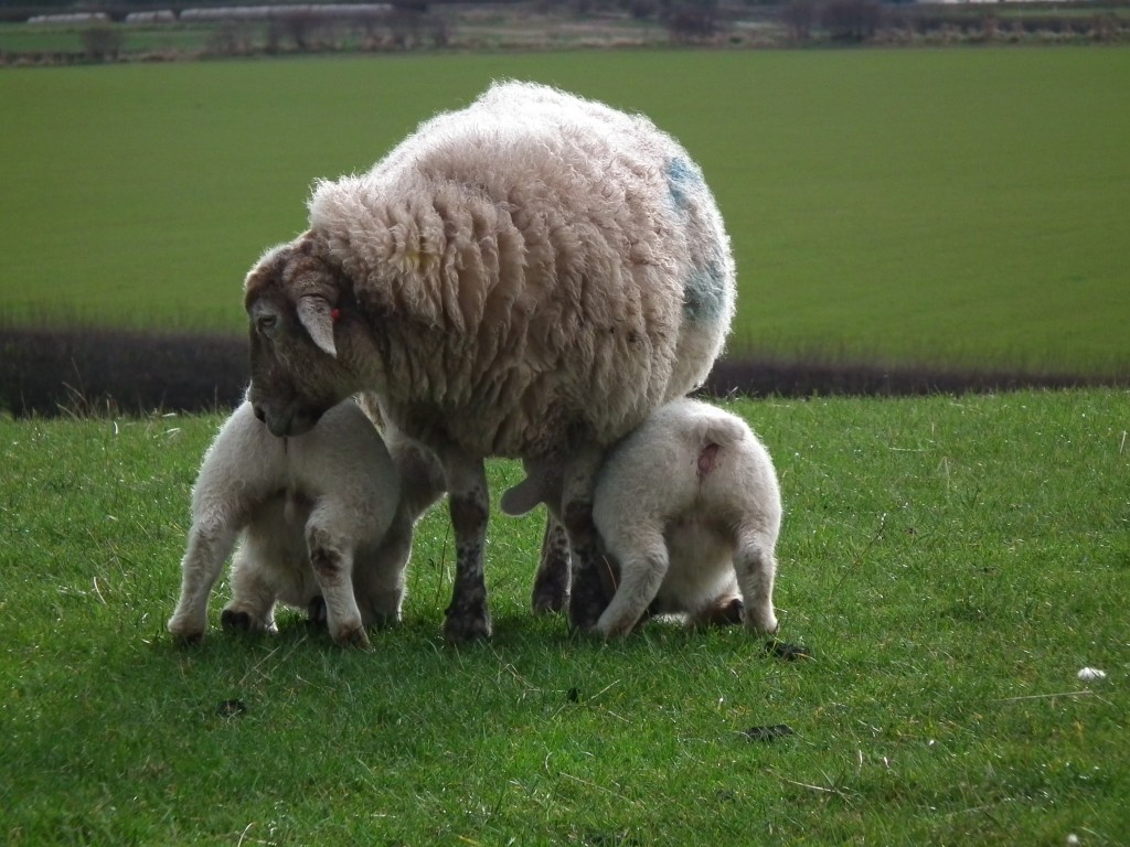 Vaccinate your ewes to protect your lambs - W.E. Jameson & Son