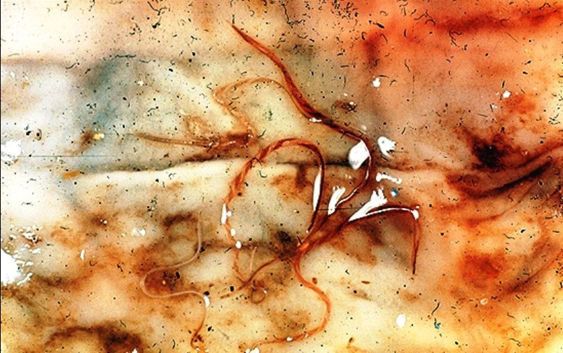 Haemonchosis - W.E. Jameson & Son