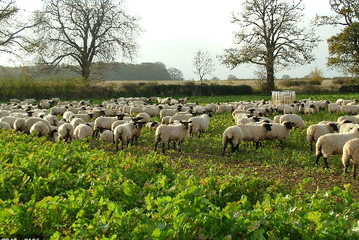 Stubble Turnips and Forage Rape - W.E. Jameson & Son